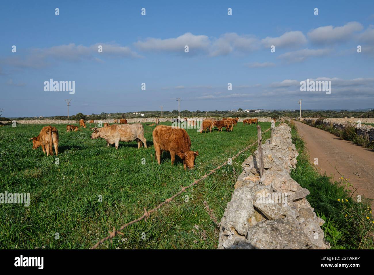 Menorcan breed cows grazing Stock Photo - Alamy