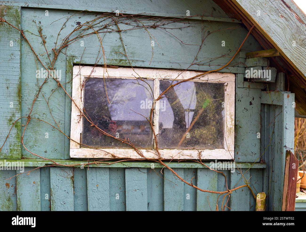 Dirt, damage or window with branches or moss of abandoned house ...