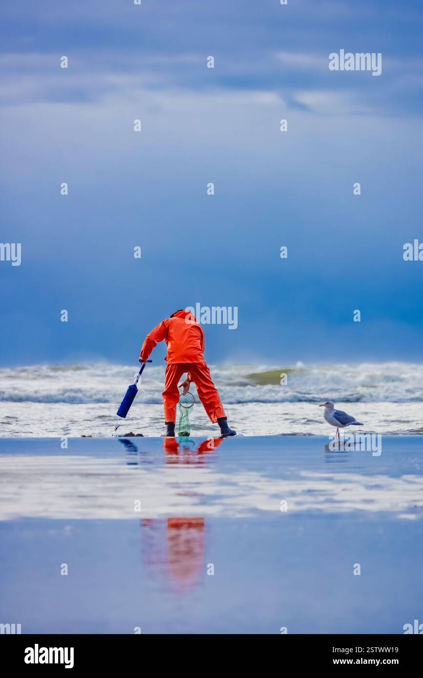 Razor clam harvesting using razor clam gun, Copalis Beach, Washington ...