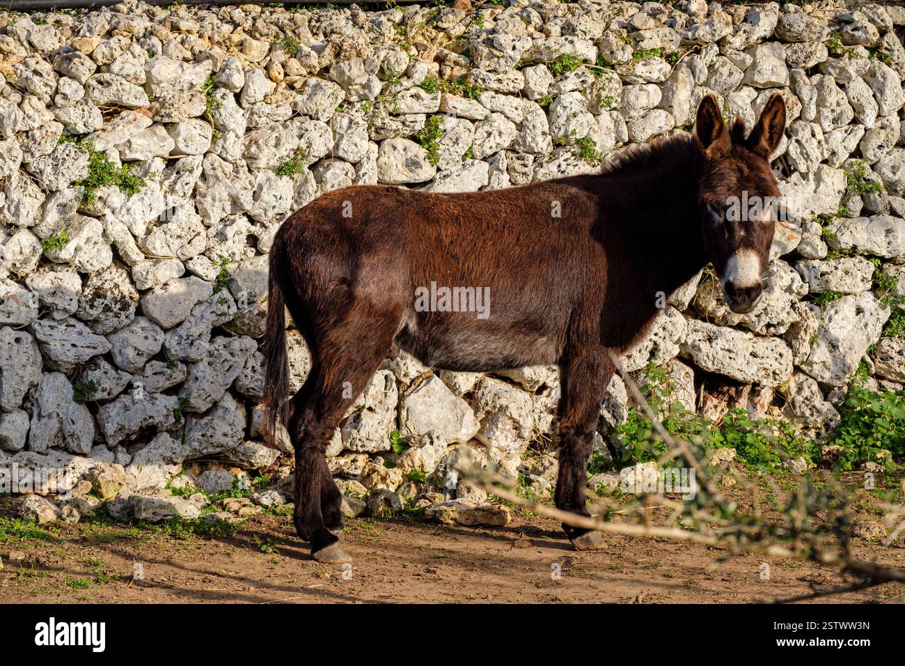 Donkey stone hi-res stock photography and images - Alamy