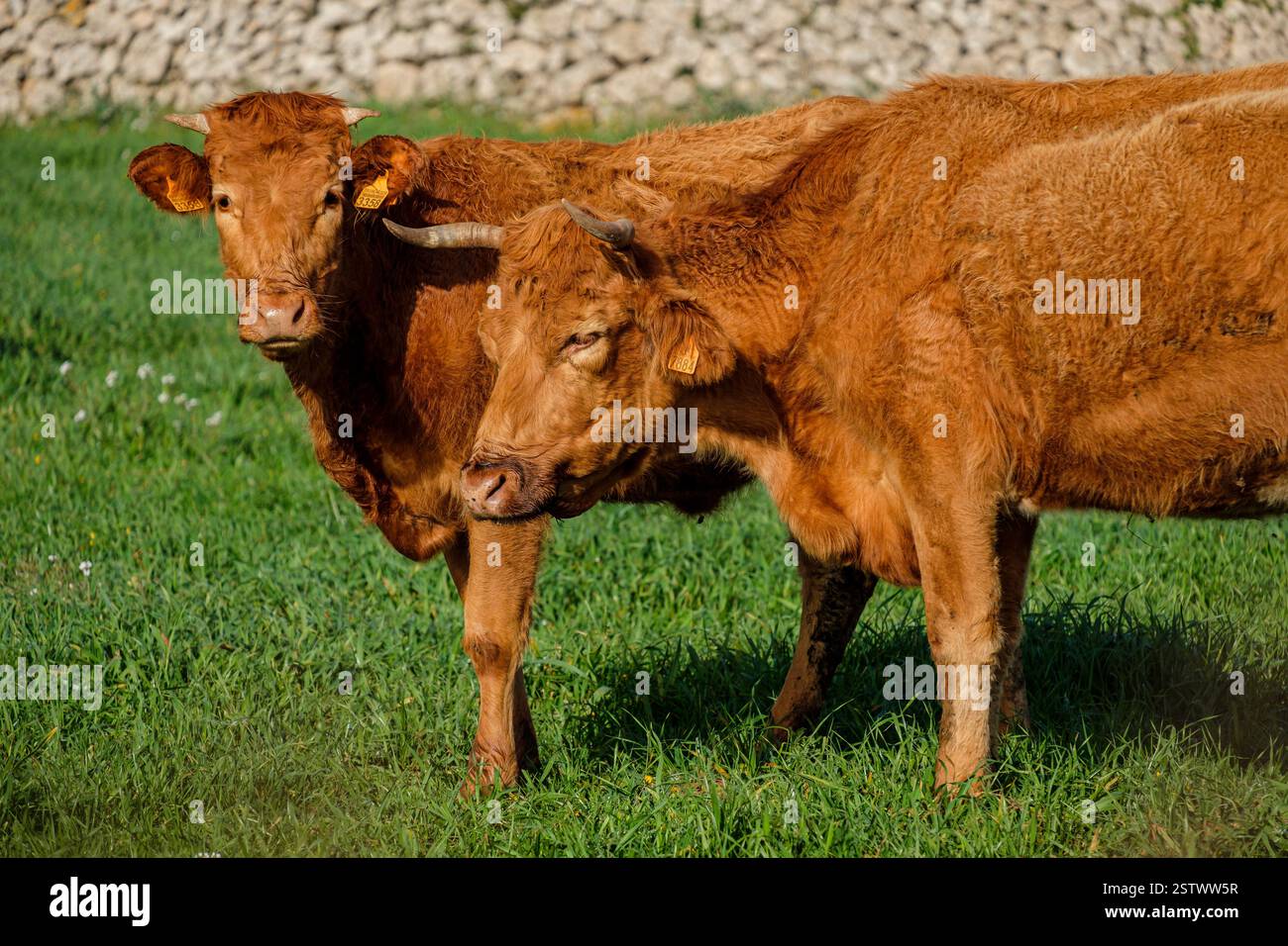 Menorcan breed cows grazing Stock Photo - Alamy