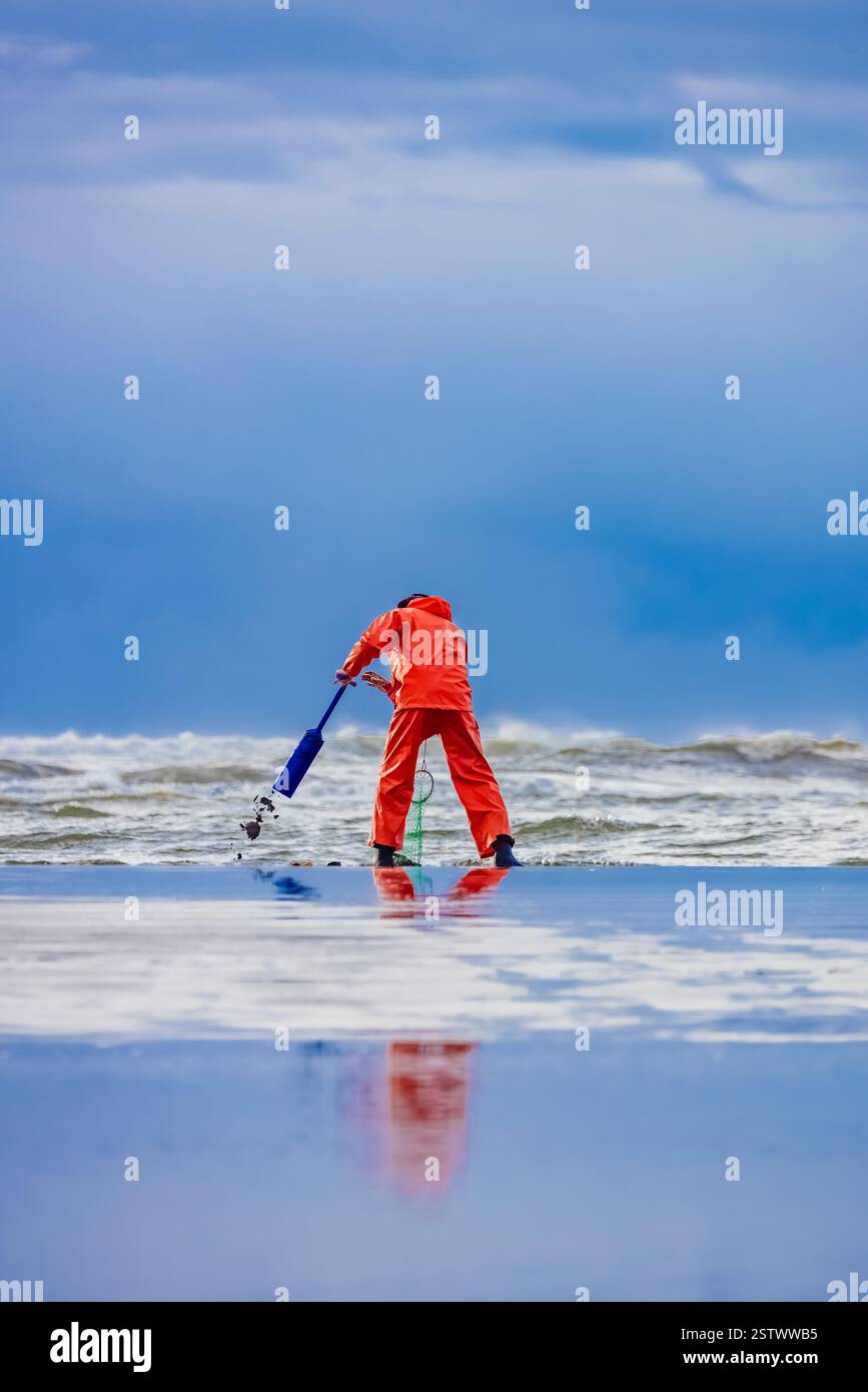 Razor clam harvesting using razor clam gun, Copalis Beach, Washington ...