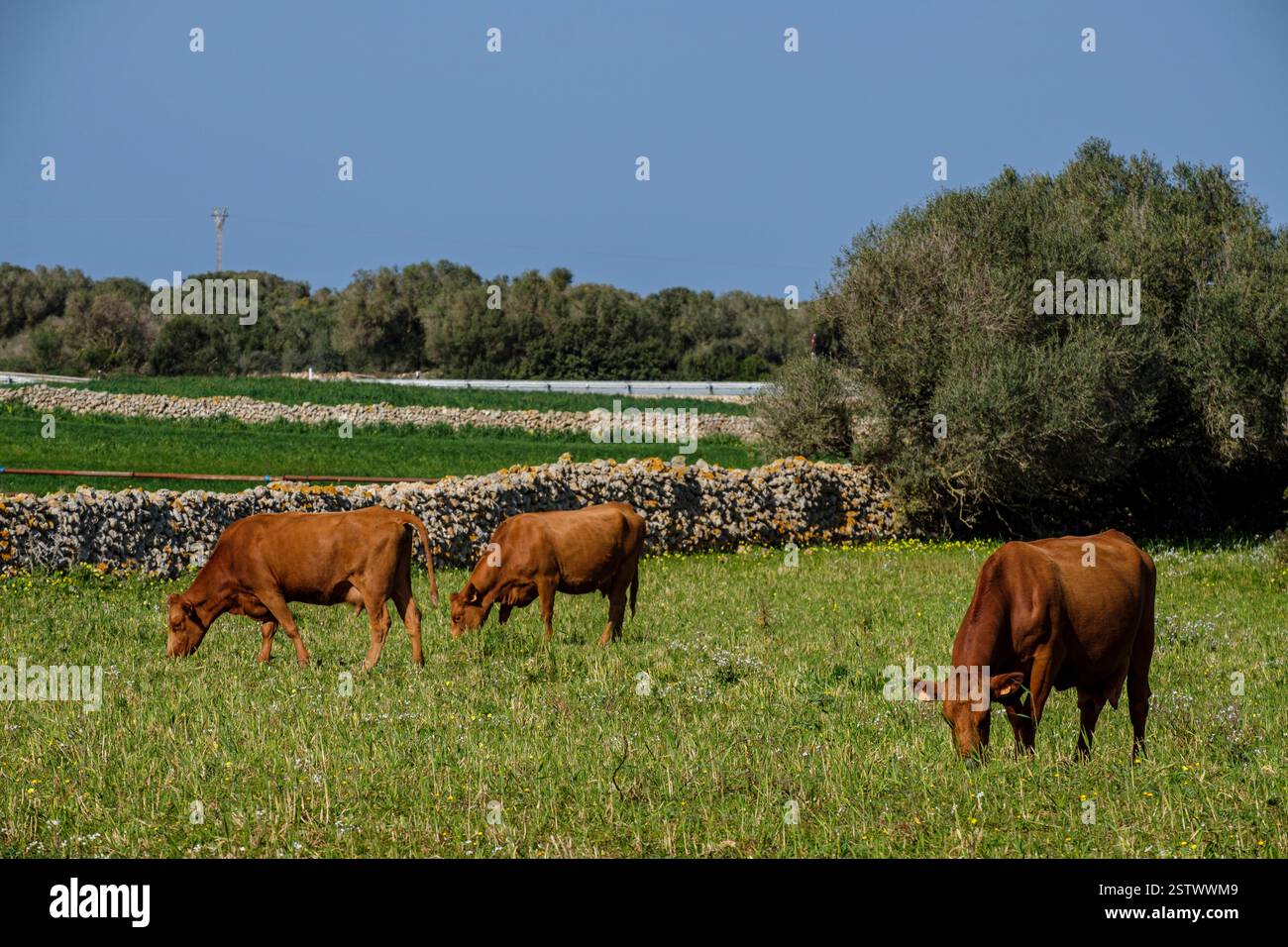 Menorca es tudons hi-res stock photography and images - Alamy