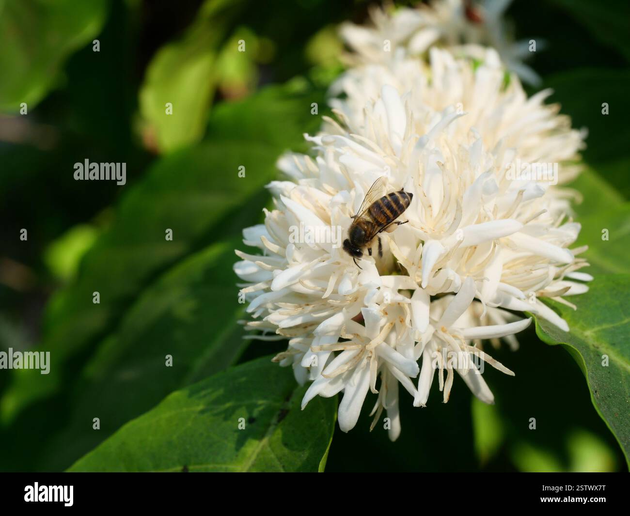 Honey bee on Robusta coffee blossom on tree plant with green leaf with ...