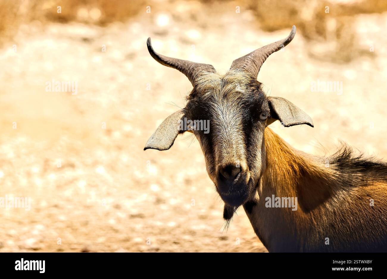 Portrait of a Goat. Western Australia Stock Photo - Alamy
