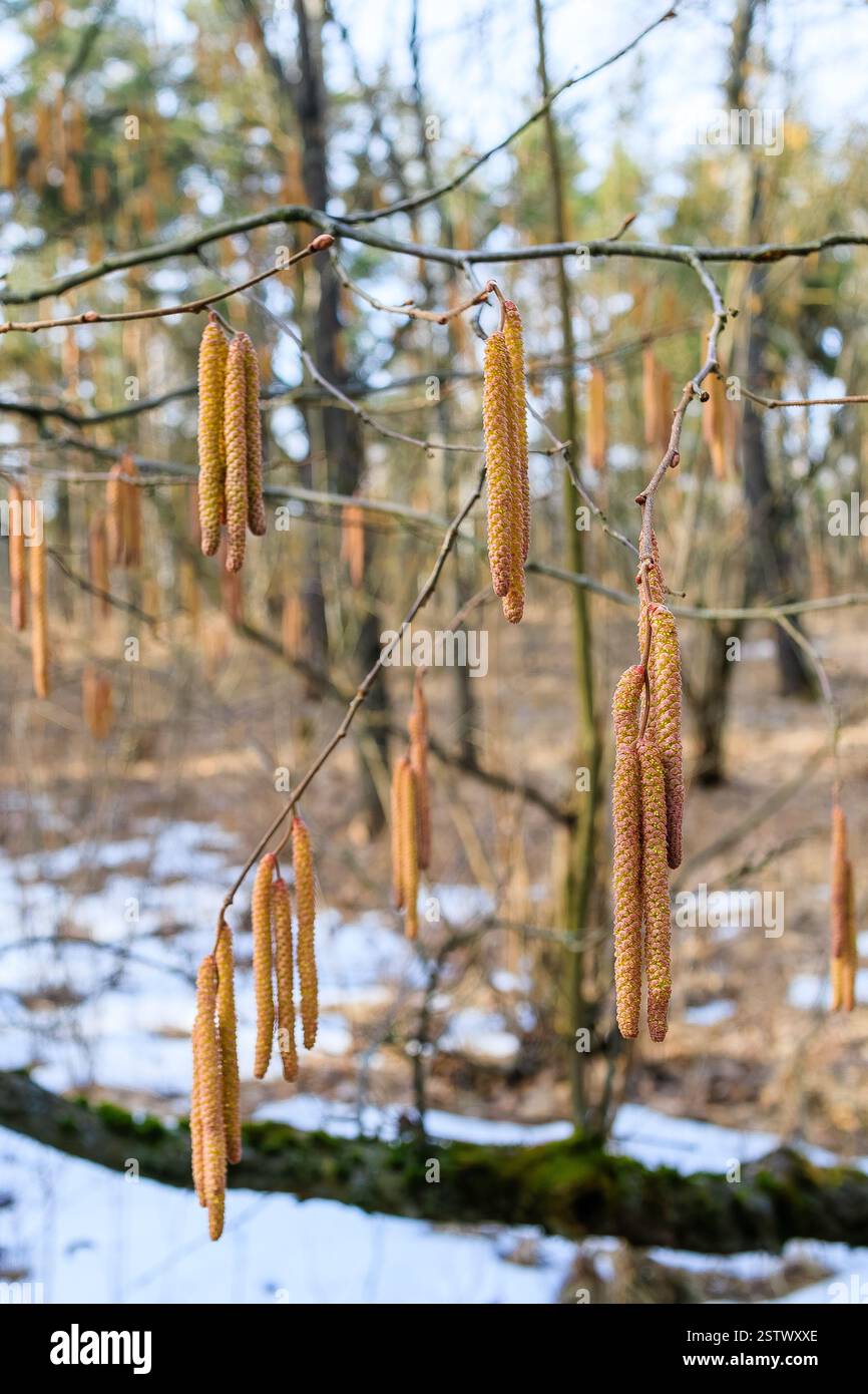 Close-up of hazel catkins hanging from a tree branch in early spring ...