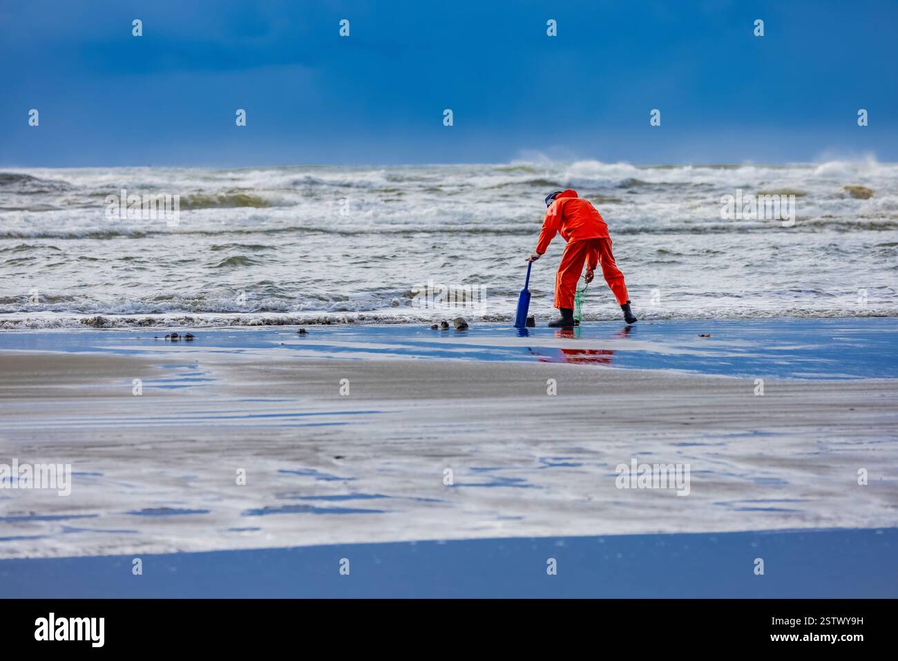 Razor clam harvesting using razor clam gun, Copalis Beach, Washington ...