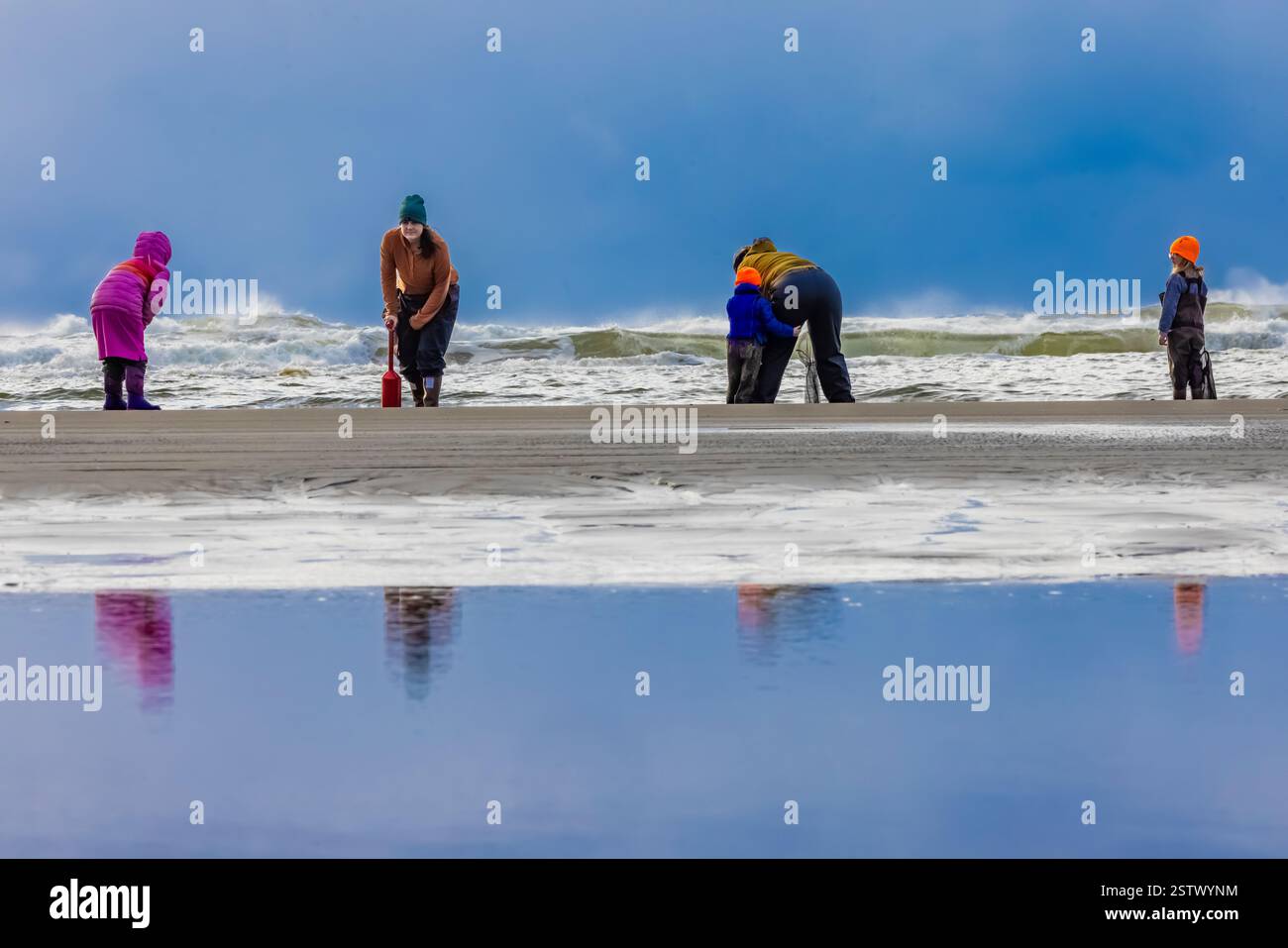 Razor clam harvesting using razor clam guns, Copalis Beach, Washington ...
