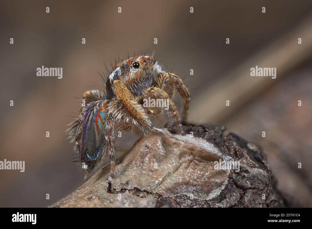 Male Peacock spider (Maratus linnaei) in his breeding colours Stock ...