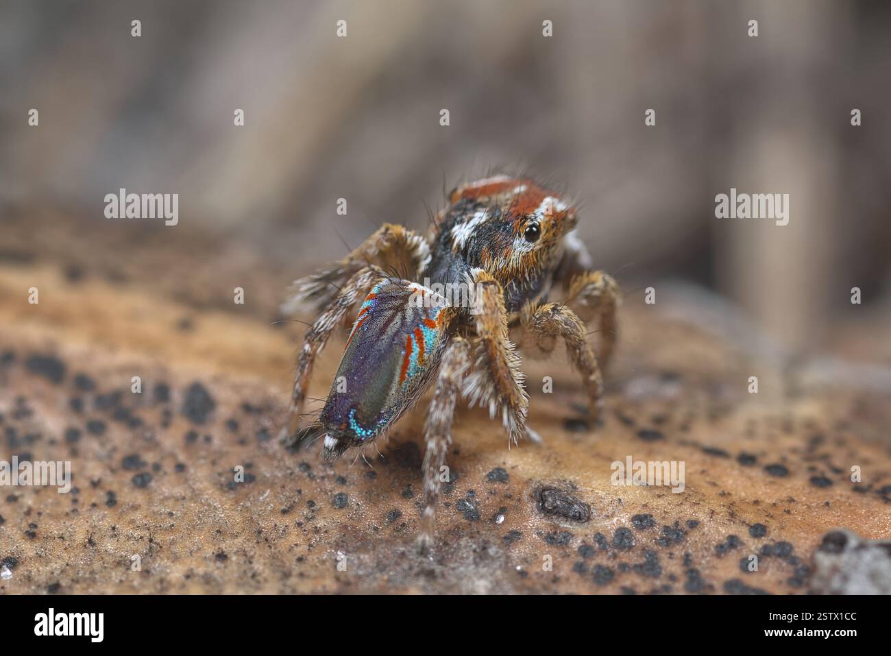 Male Peacock spider (Maratus linnaei) in his breeding colours Stock ...