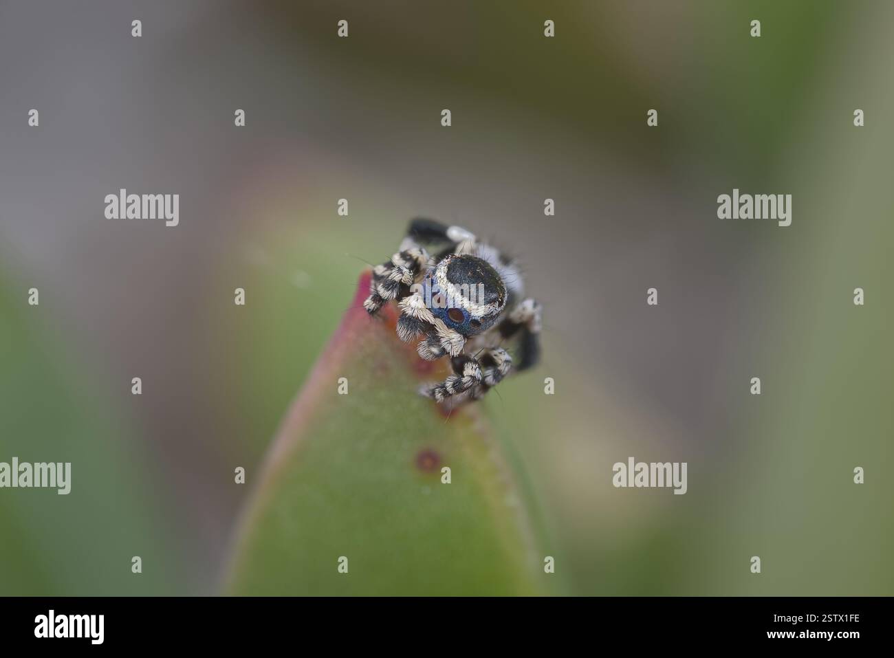 Male Peacock spider (Maratus personatus) in his breeding colours Stock ...