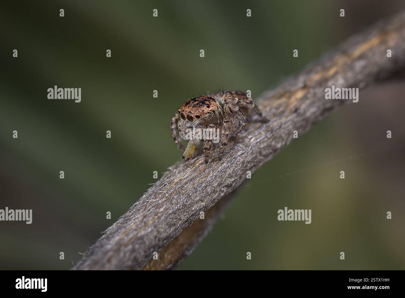 A female Peacock spider (Maratus personatus Stock Photo - Alamy