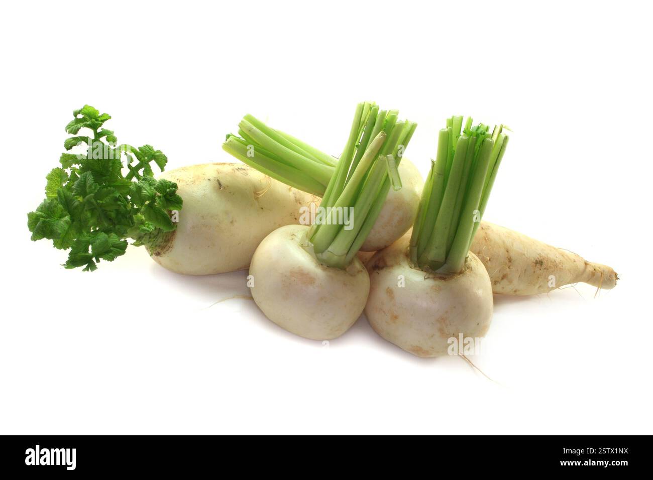 Rettichsorten hi-res stock photography and images - Alamy
