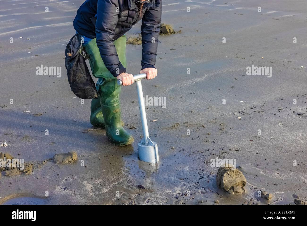 Razor clam harvesting using razor clam gun, Copalis Beach, Washington ...
