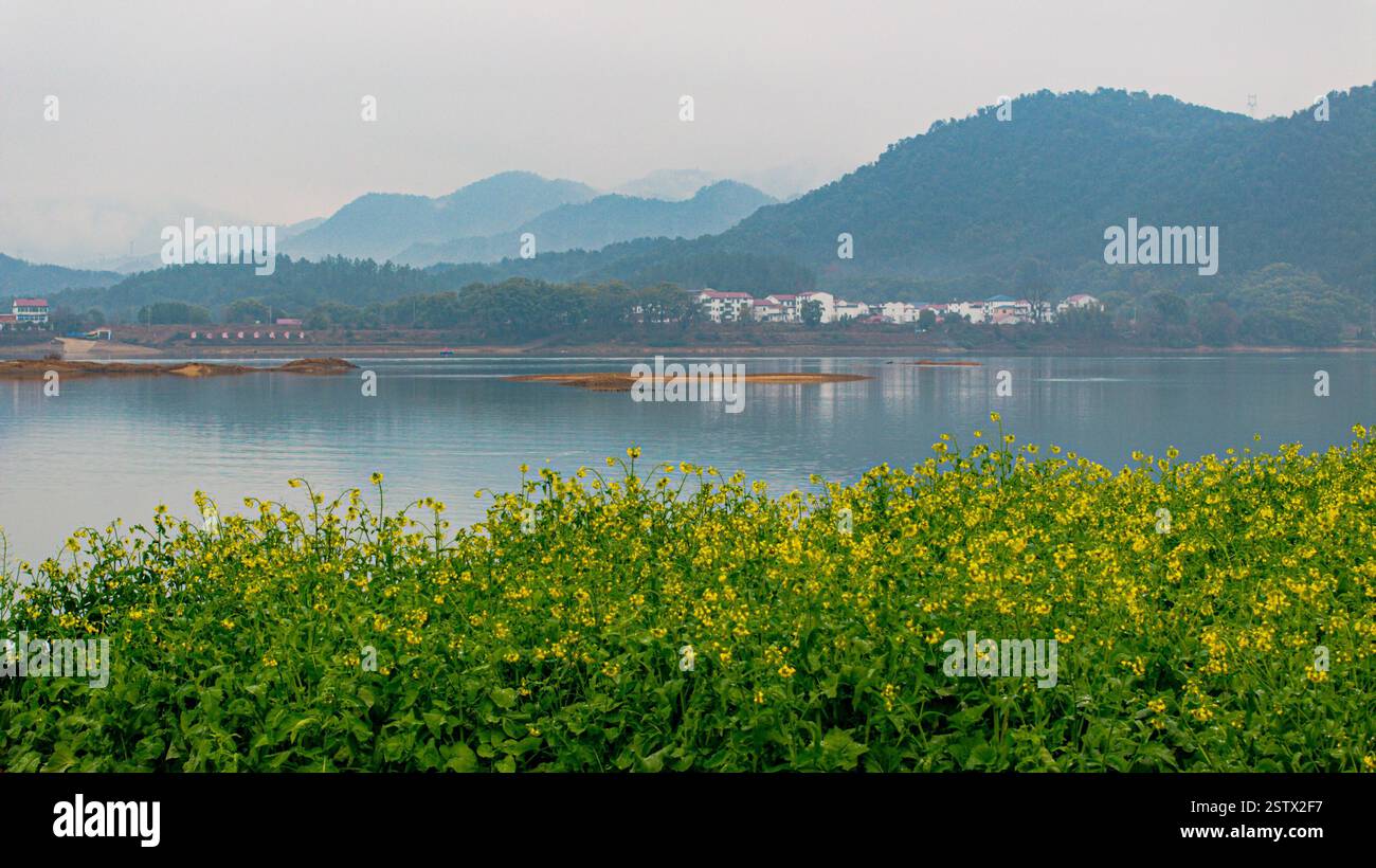 Cole flowers are in full bloom in Ji'an City, east China's Jiangxi ...