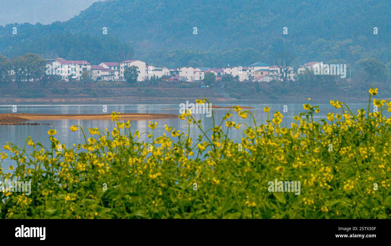 Cole flowers are in full bloom in Ji'an City, east China's Jiangxi ...