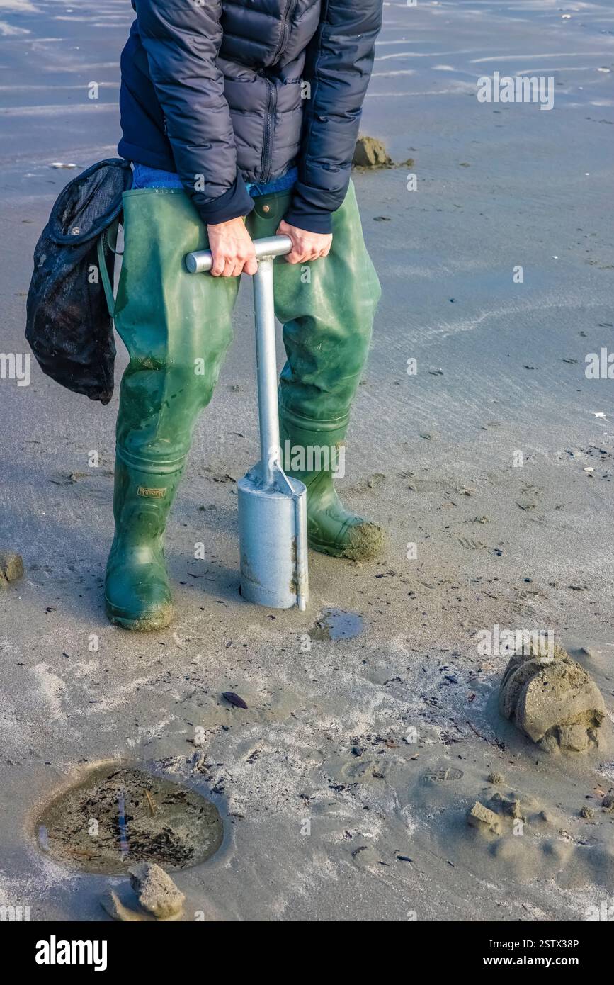 Razor clam harvesting using razor clam gun, Copalis Beach, Washington ...