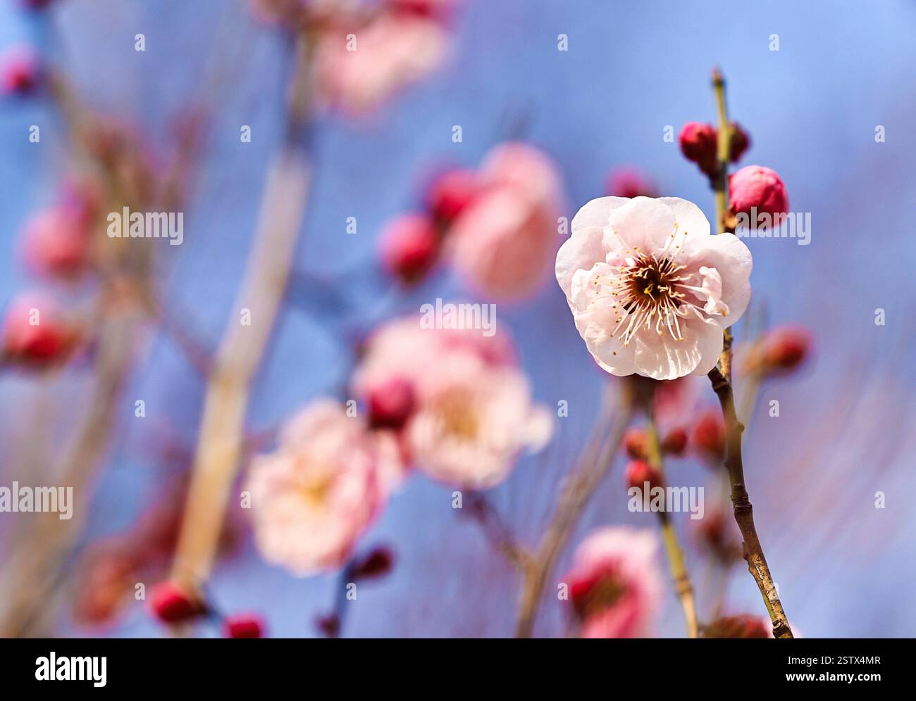 Plum blossoms bloom at a park in Rizhao City, east China's Shandong ...