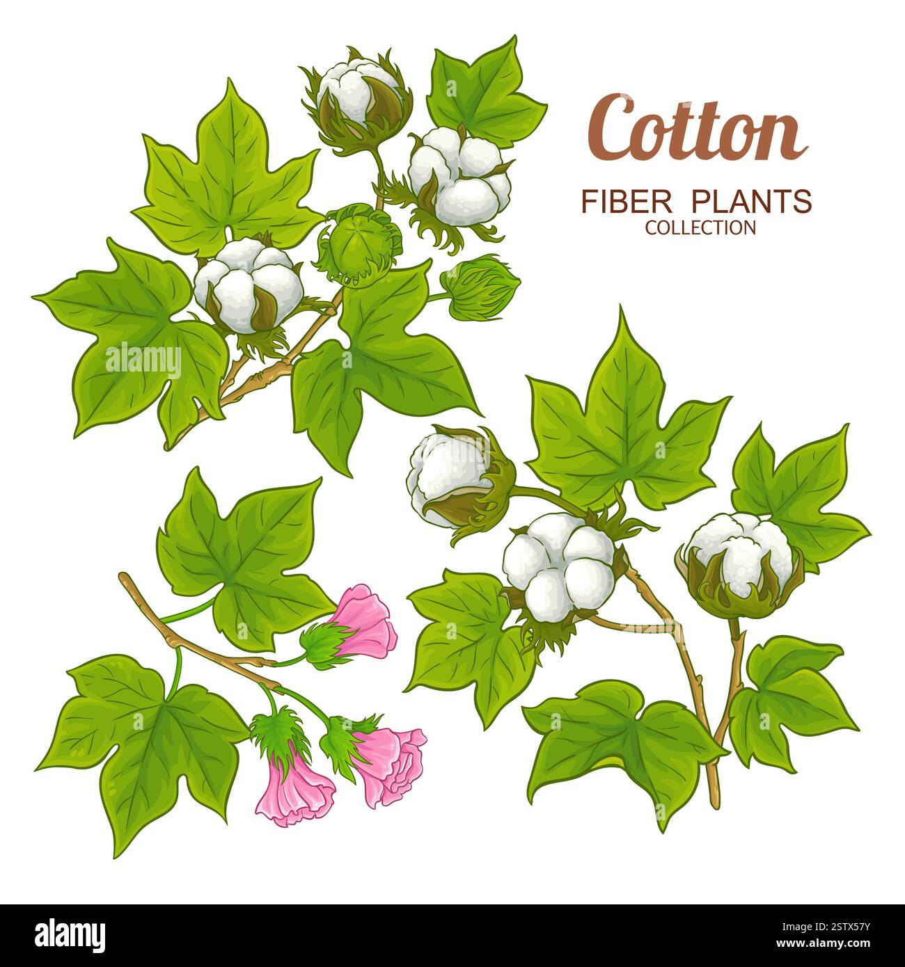 Detailed fiber Cut Out Stock Images & Pictures - Alamy