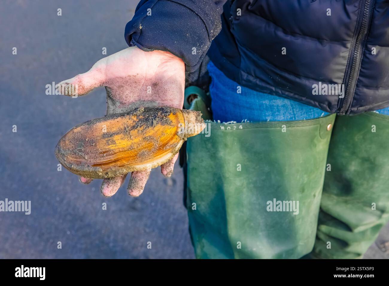 Razor clam harvesting using razor clam gun, Copalis Beach, Washington ...