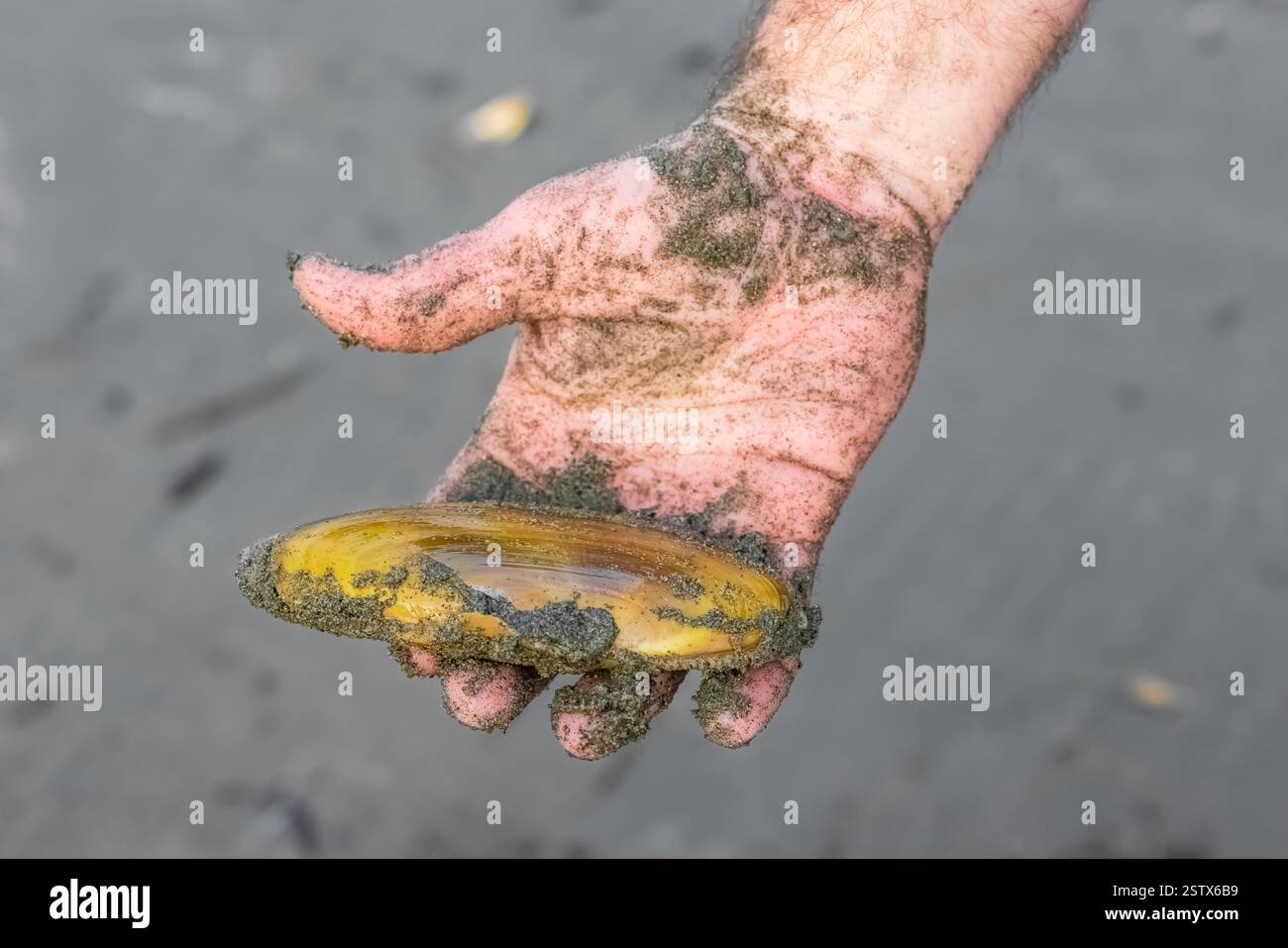 Razor clam harvesting using razor clam gun, Copalis Beach, Washington ...