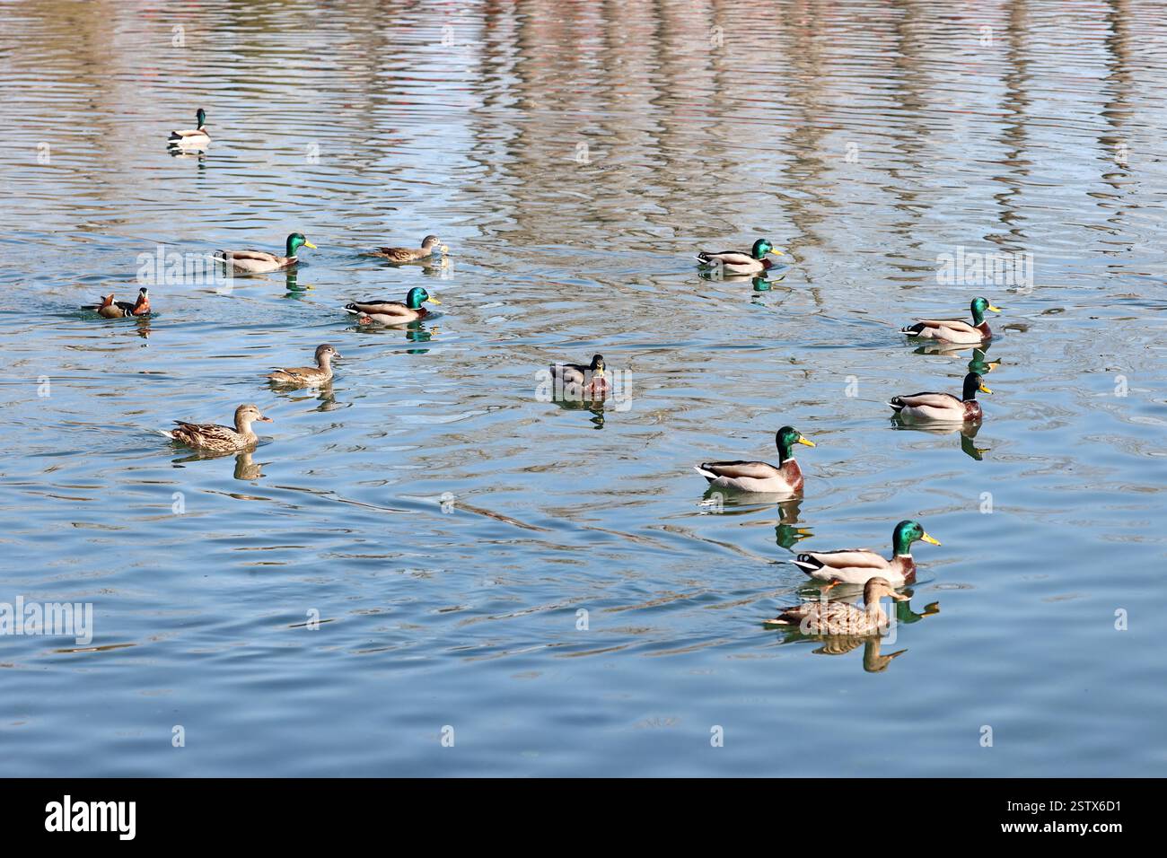 Wild ducks swim in the lake at Beihai Park in Beijing, China, 17 ...