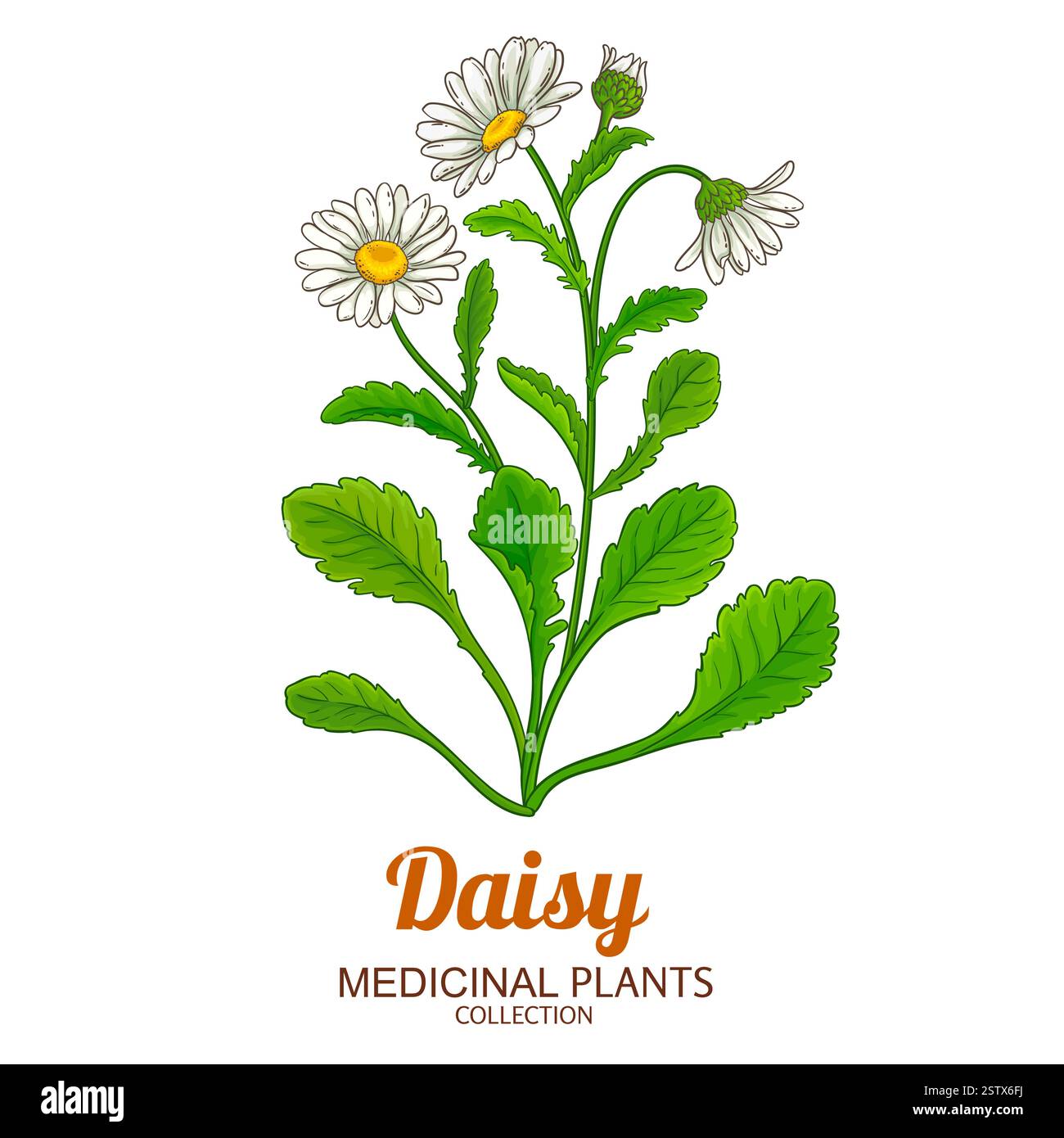 Daisy Plant Colored Detailed Illustration Stock Vector Image & Art - Alamy