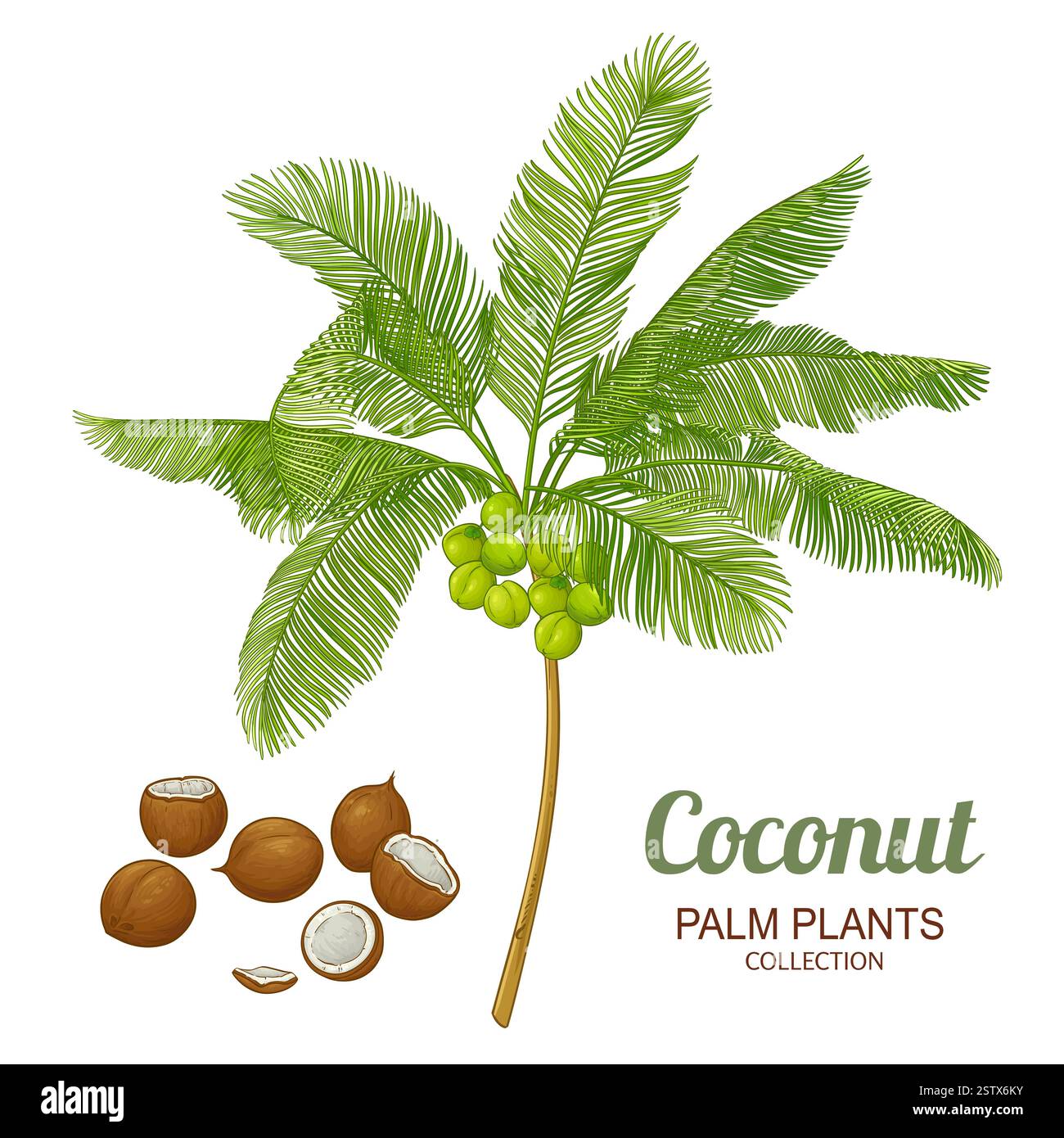 Coconut Palm Colored Detailed Illustration Stock Vector Image & Art - Alamy