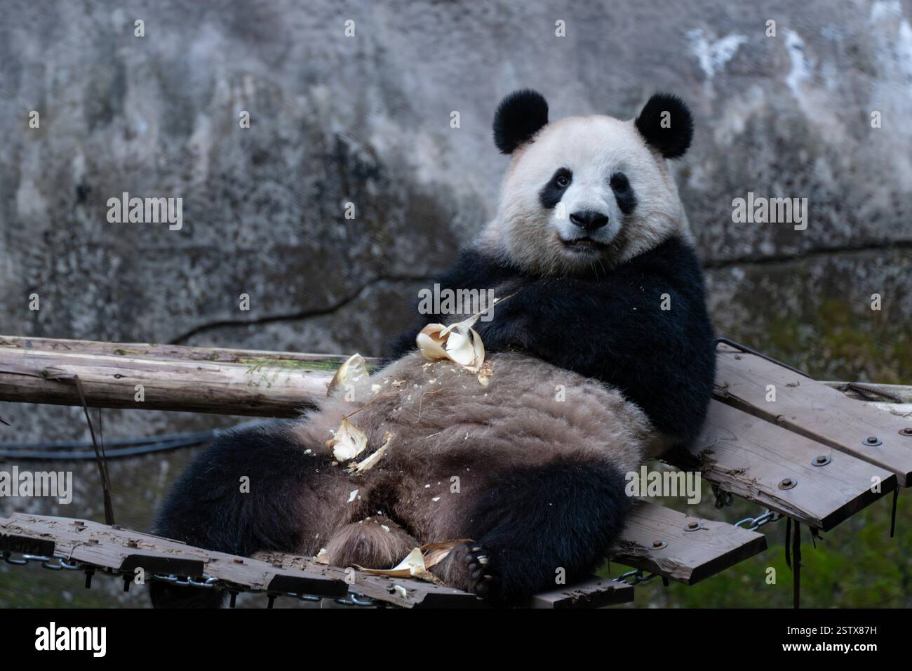 Giant pandas play at Chongqing Zoo, Chongqing, China, 16 February, 2025 ...