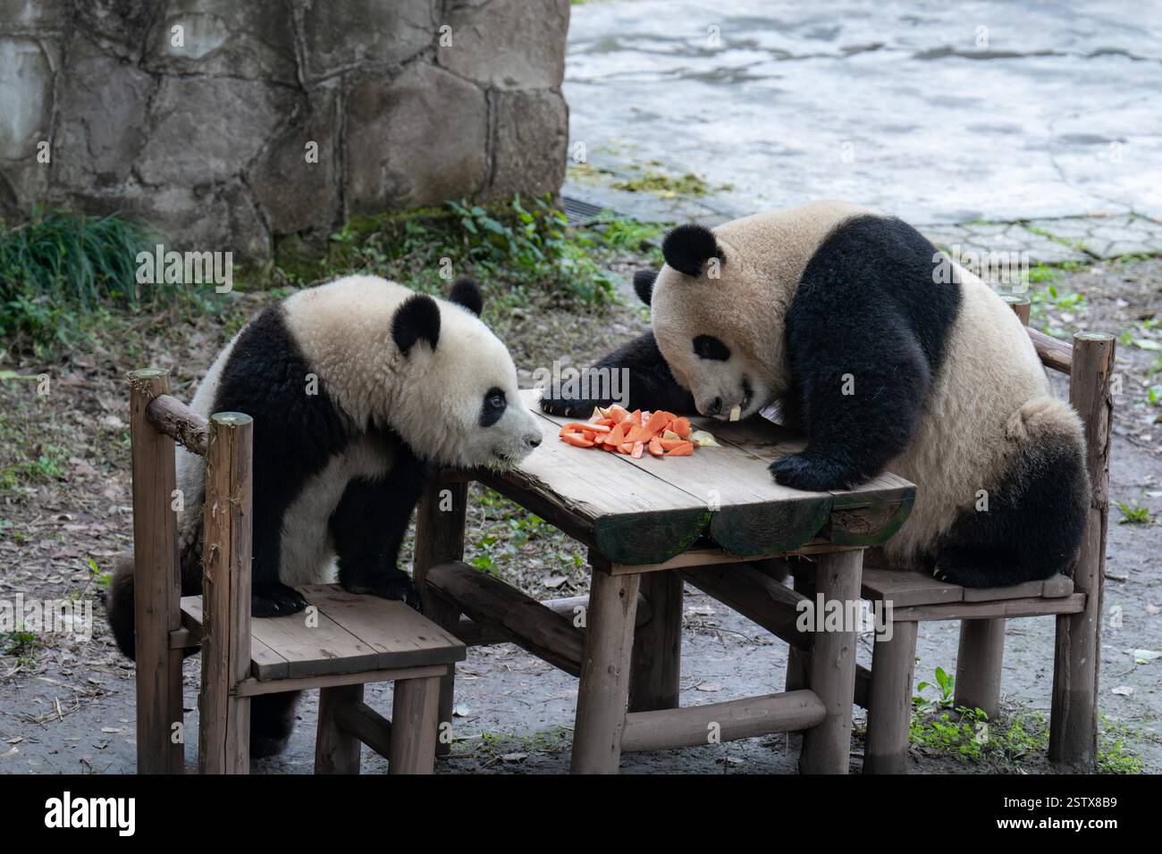 Giant pandas play at Chongqing Zoo, Chongqing, China, 16 February, 2025 ...