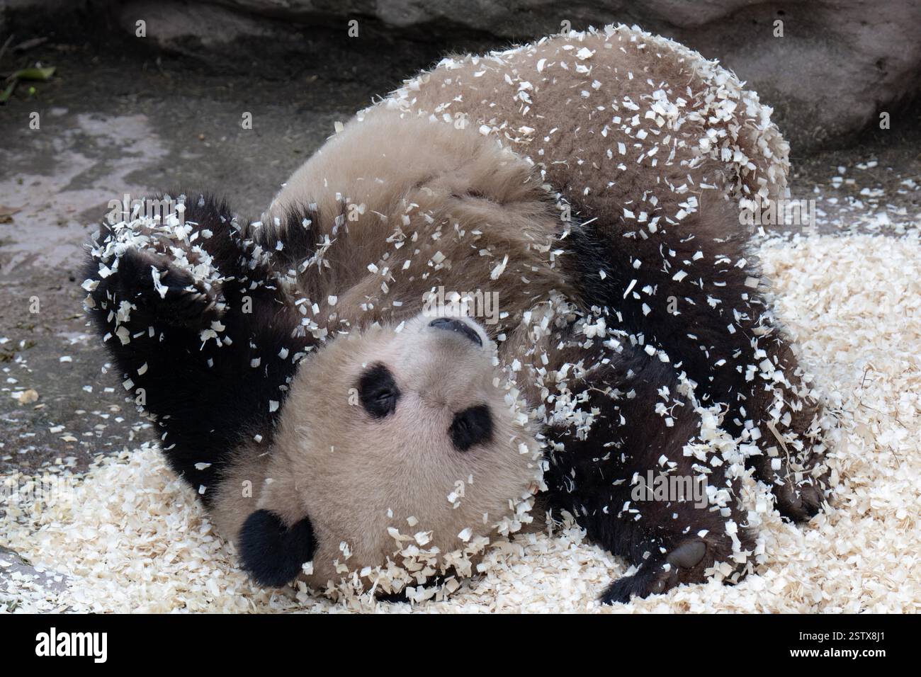 Giant pandas play at Chongqing Zoo, Chongqing, China, 16 February, 2025 ...
