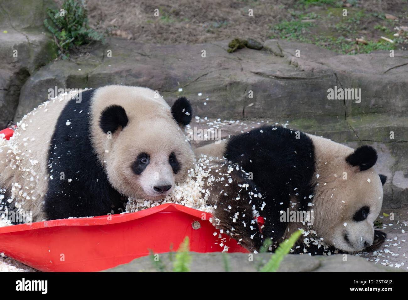 Giant pandas play at Chongqing Zoo, Chongqing, China, 16 February, 2025 ...