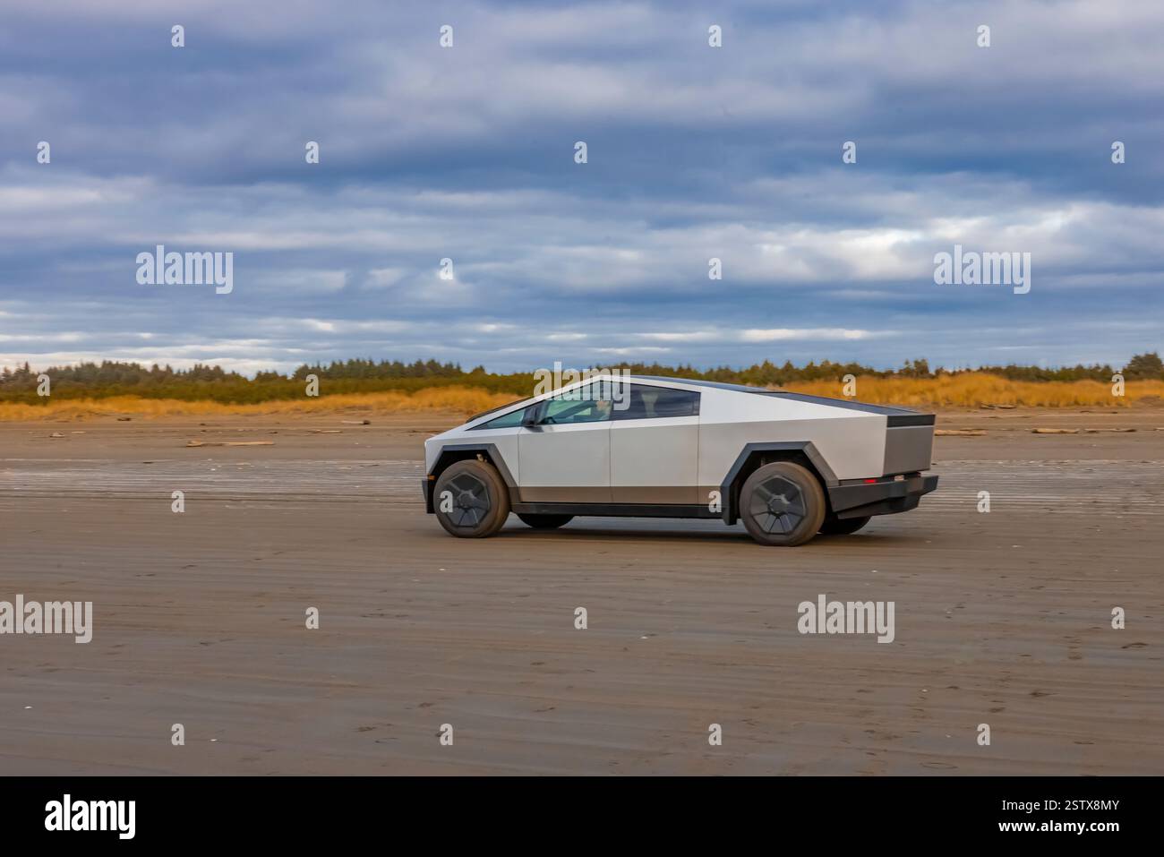 Tesla Cybertruck driving on Copalis Beach at low tide during ...