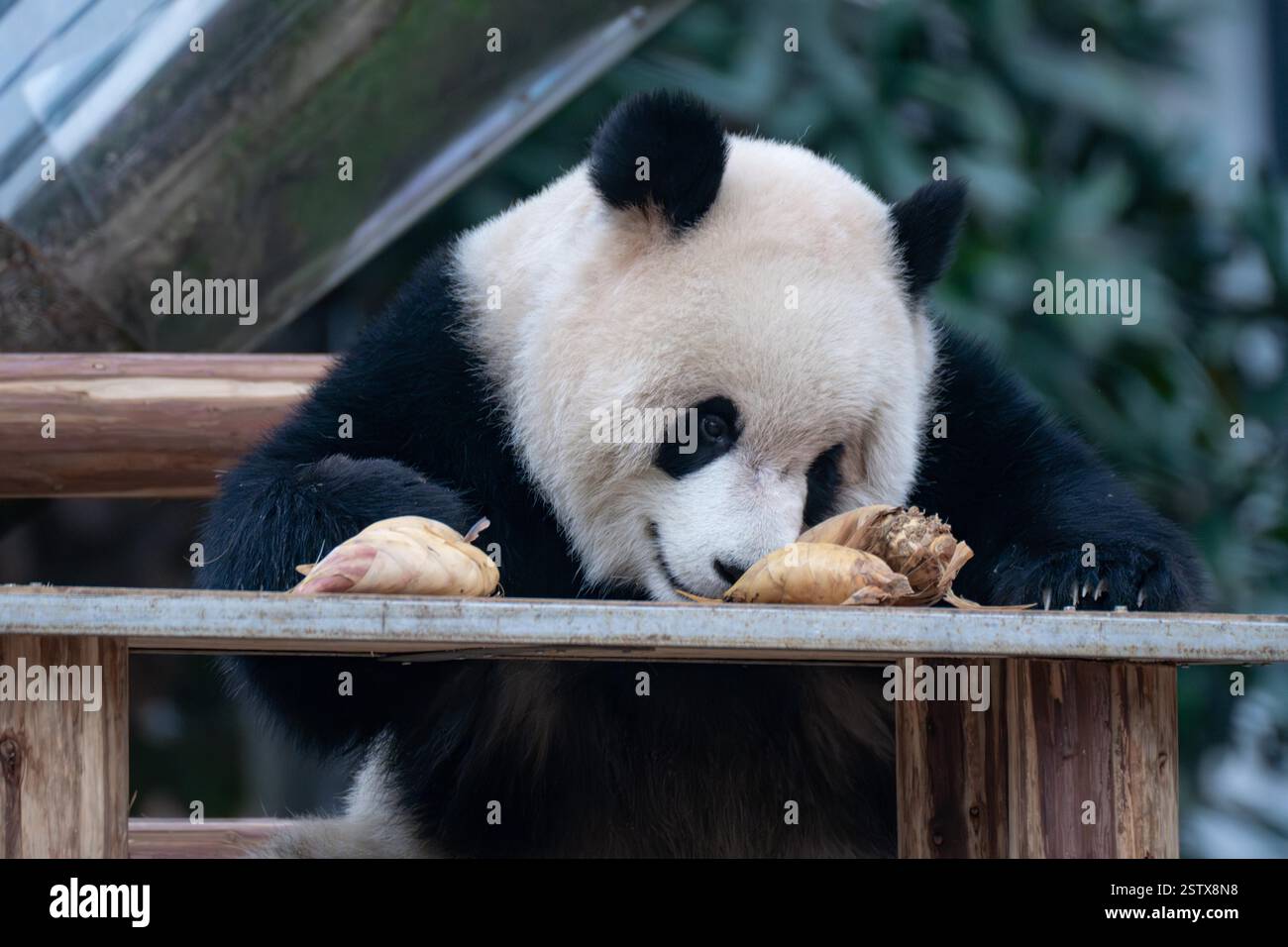 Giant pandas play at Chongqing Zoo, Chongqing, China, 16 February, 2025 ...