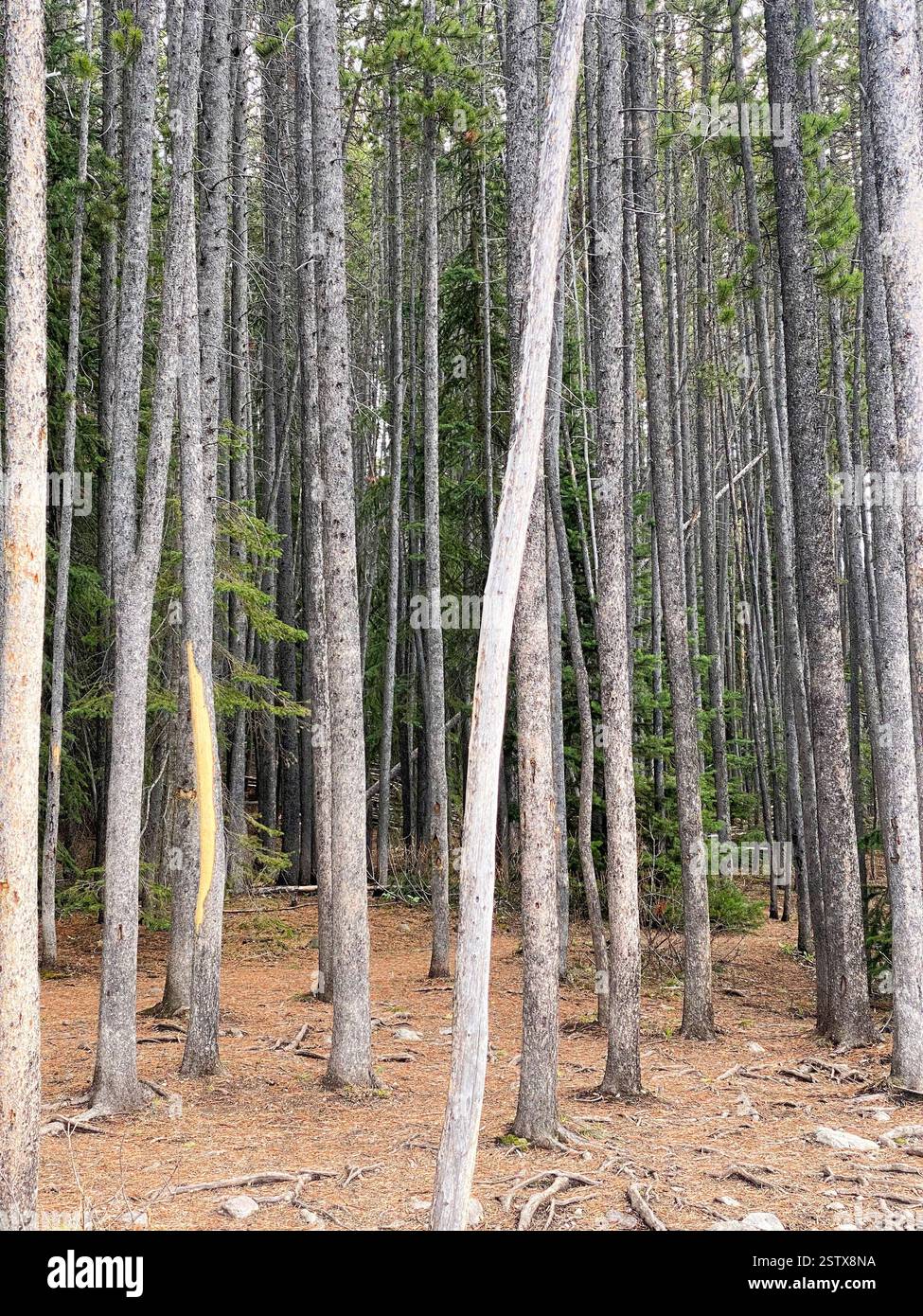 The photo depicts a dense forest scene characterized by tall, slender ...