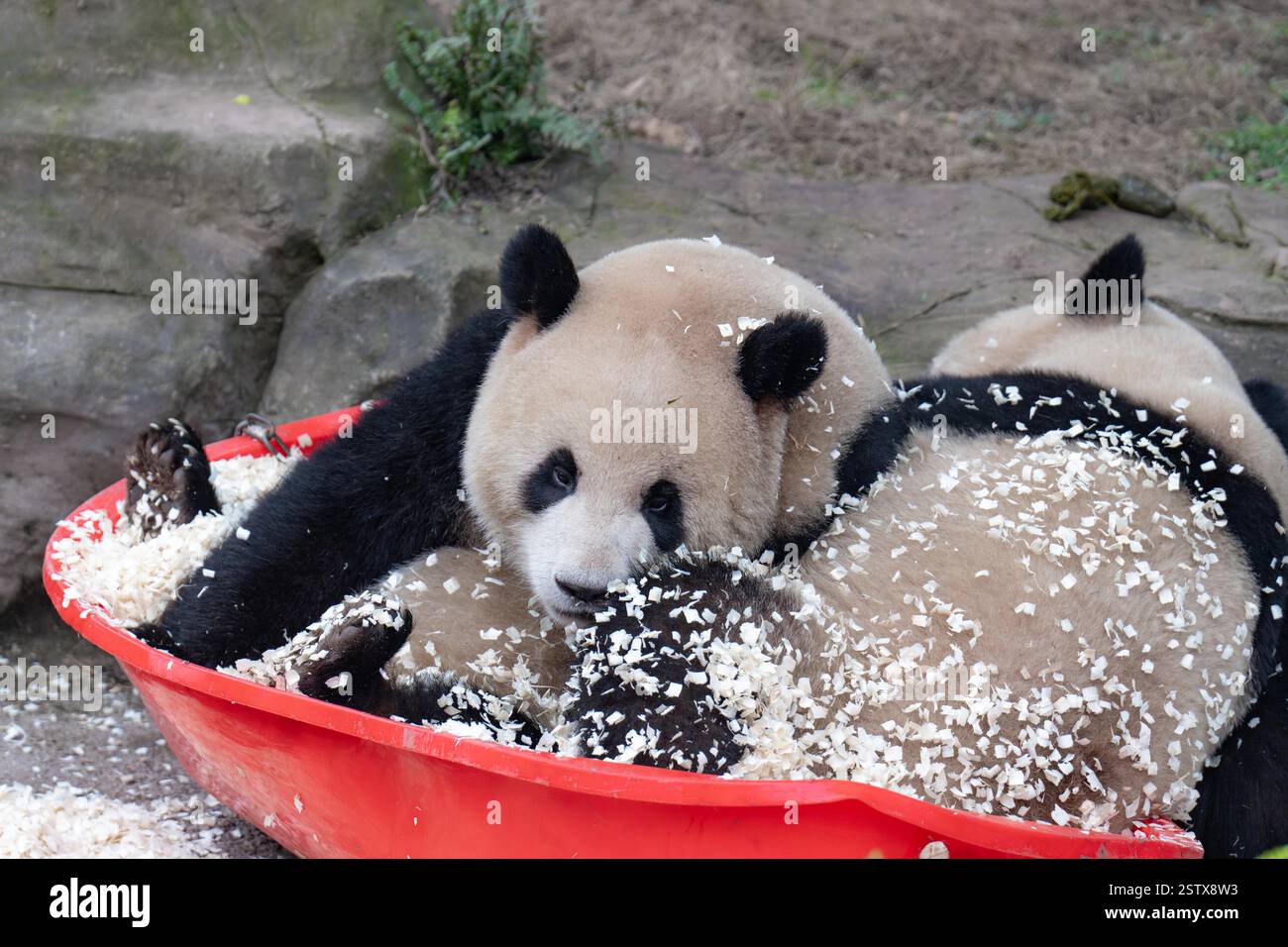 Giant pandas play at Chongqing Zoo, Chongqing, China, 16 February, 2025 ...
