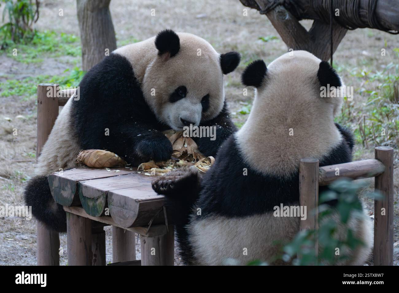 Giant pandas play at Chongqing Zoo, Chongqing, China, 16 February, 2025 ...