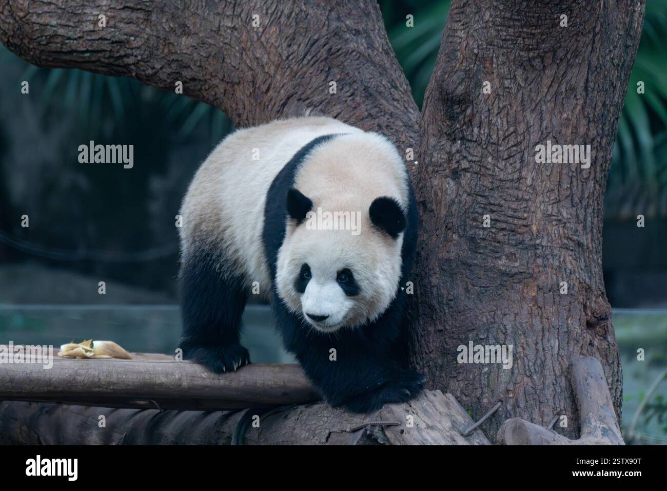 Giant pandas play at Chongqing Zoo, Chongqing, China, 16 February, 2025 ...
