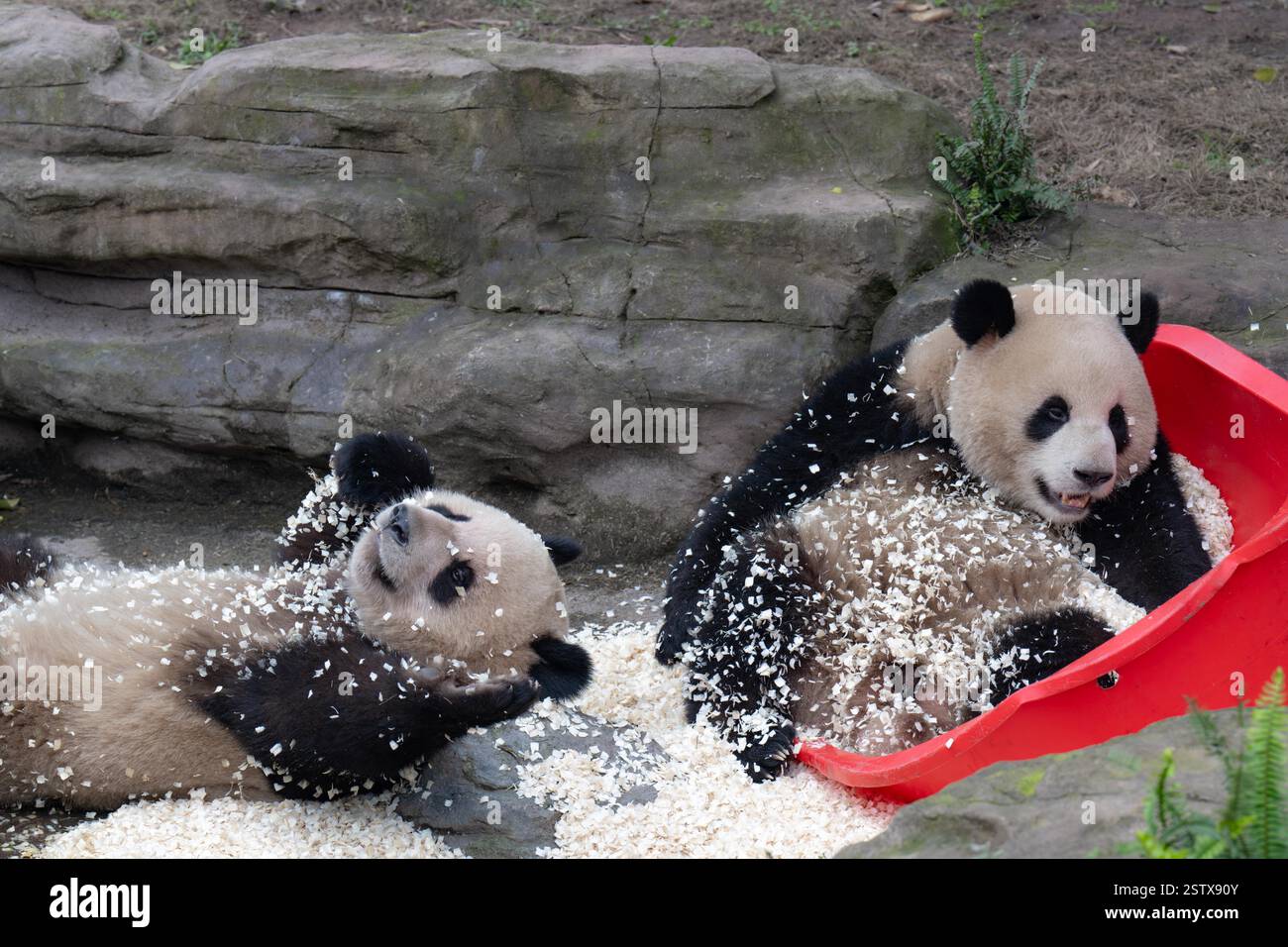 Giant pandas play at Chongqing Zoo, Chongqing, China, 16 February, 2025 ...