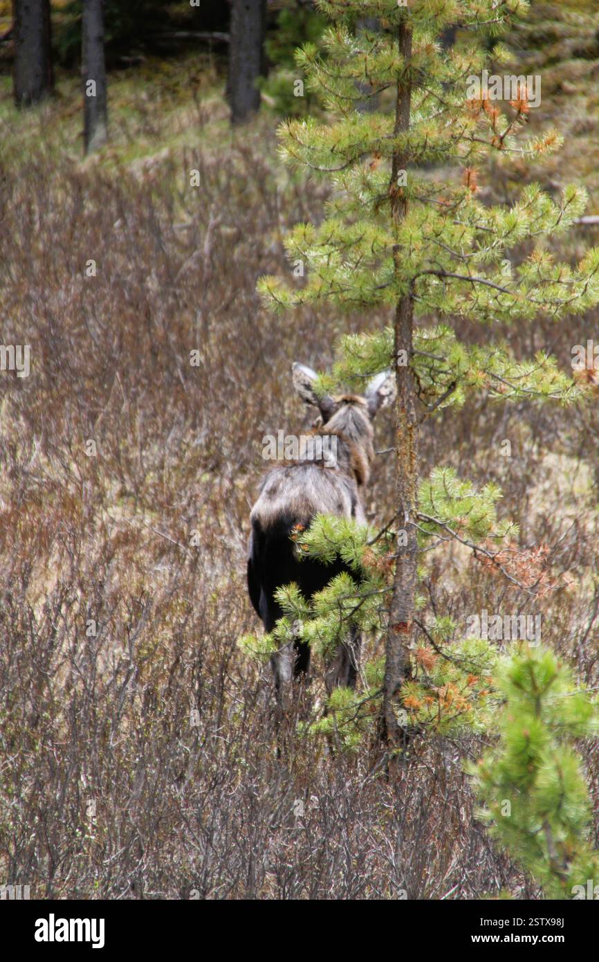 A moose stands partially hidden among trees and shrubs, showcasing its ...