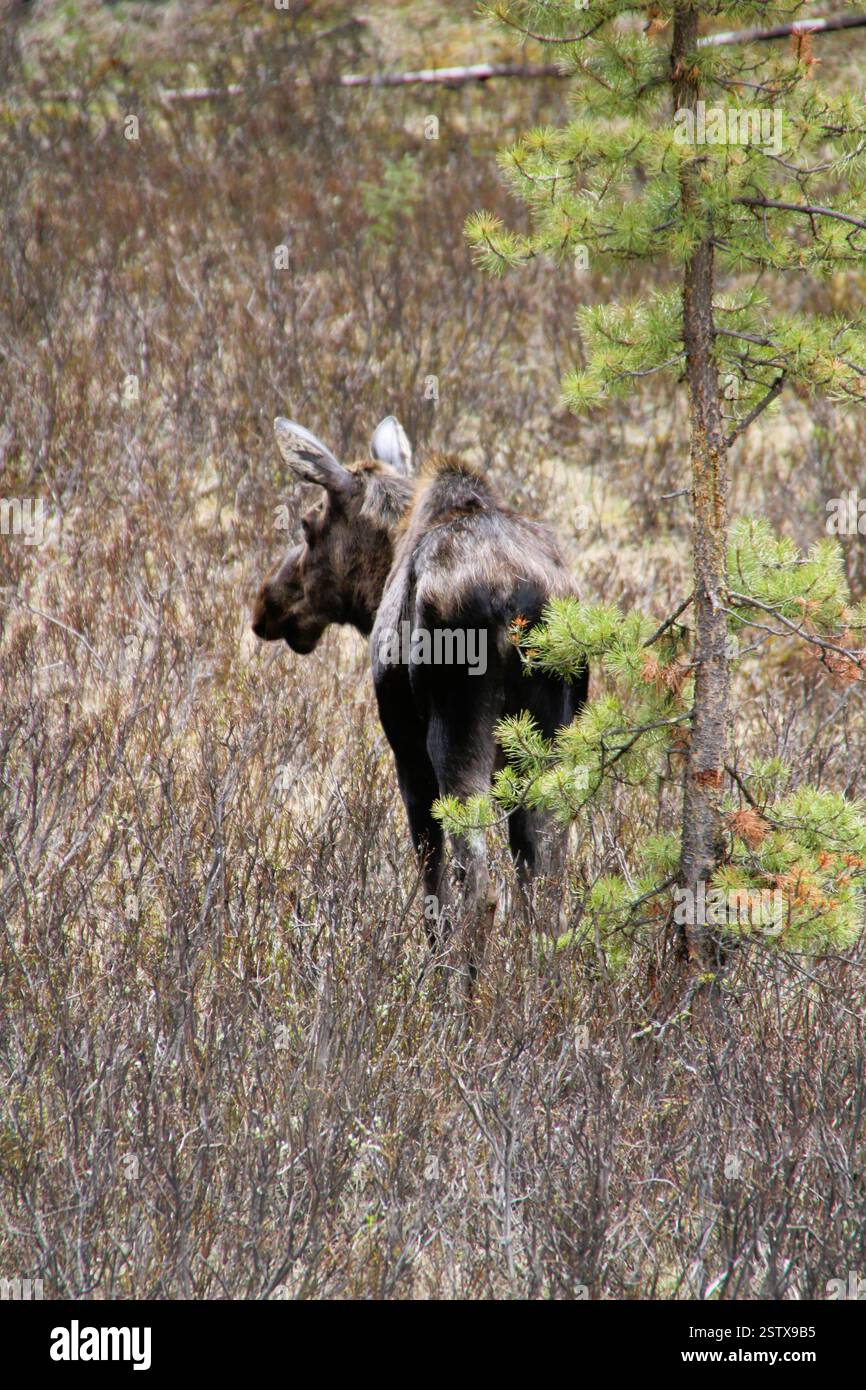 A moose stands amidst sparse vegetation, partially hidden by a tree ...