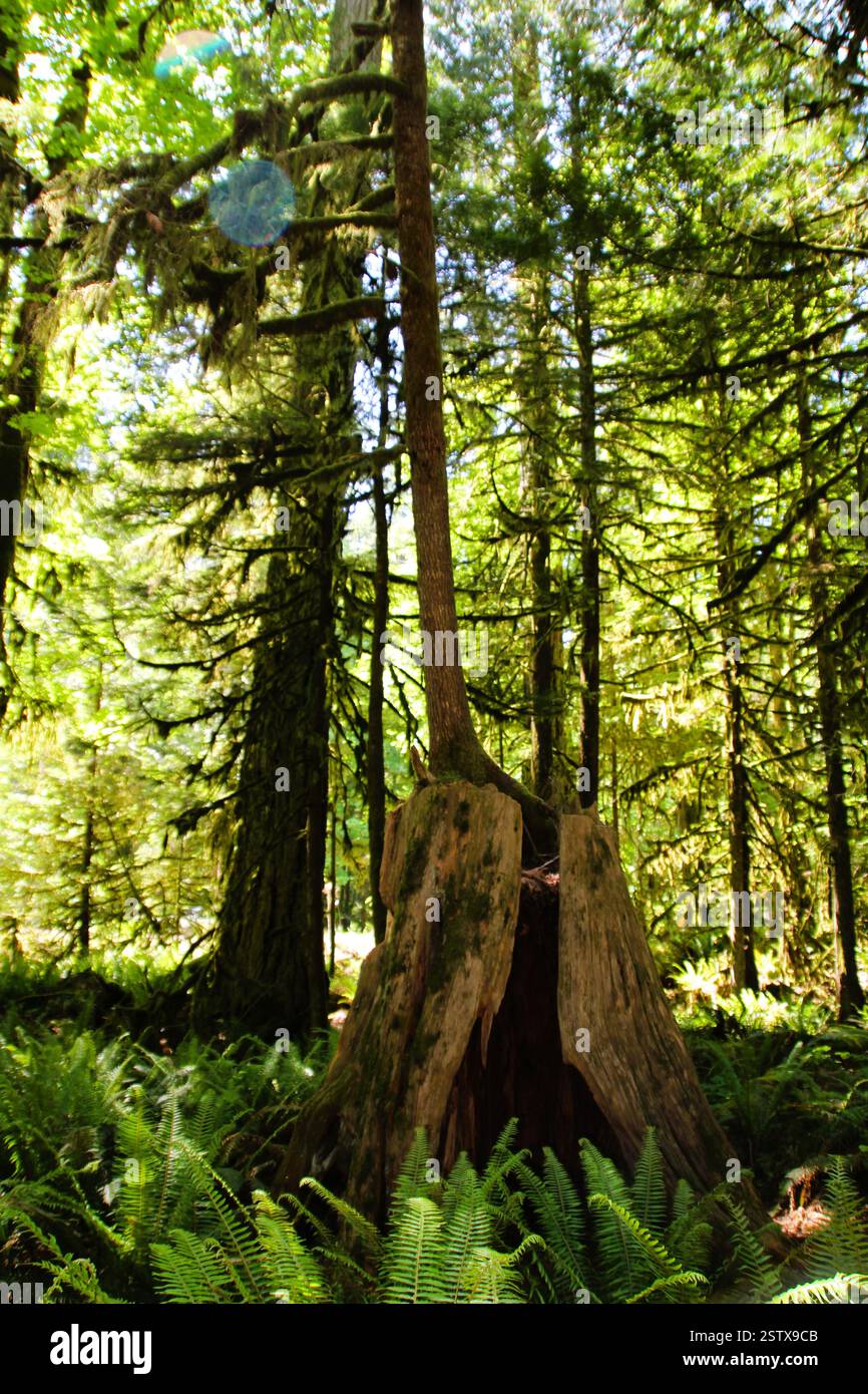 A majestic tree stump with a new sapling growing from it, surrounded by ...