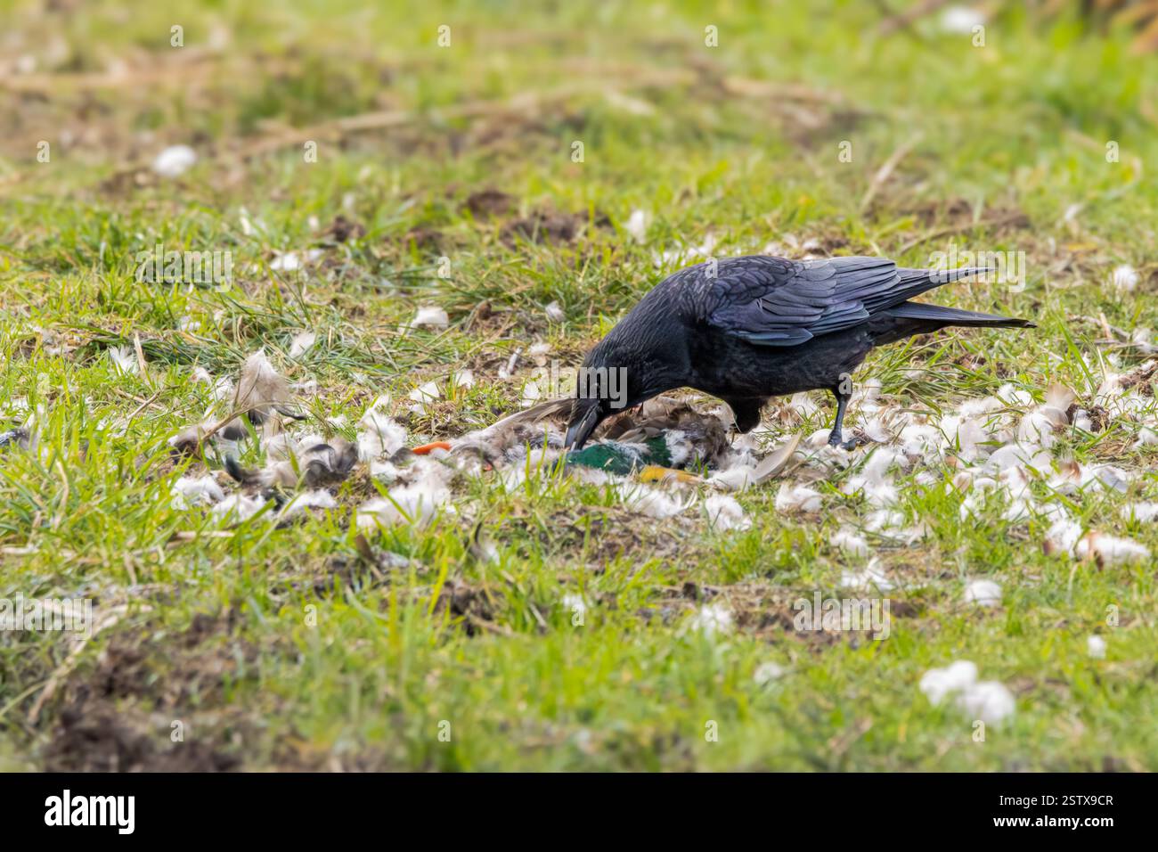 Close Up Carrion Crow, Corvus corone, foraging on the remains of a male ...