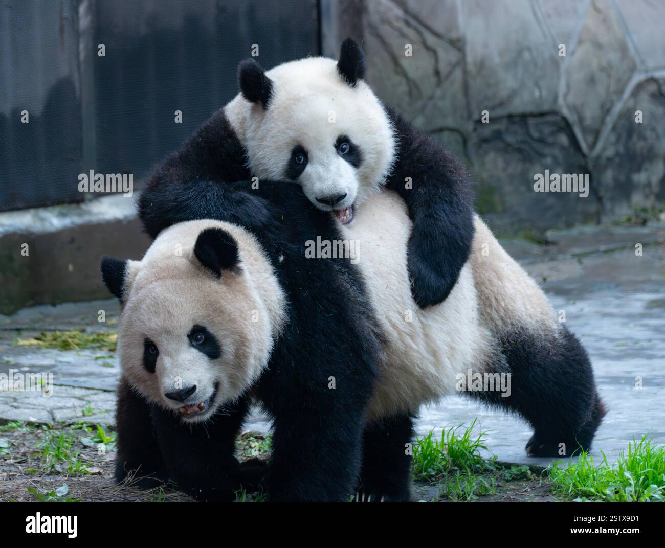 Giant pandas play at Chongqing Zoo, Chongqing, China, 16 February, 2025 ...