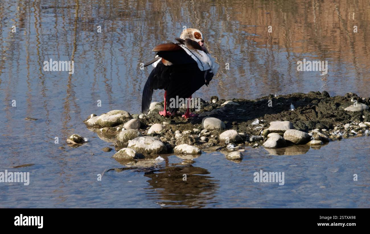 Colorful Goose on Rocky Shoreline at a Tranquil Wetland Area Stock ...
