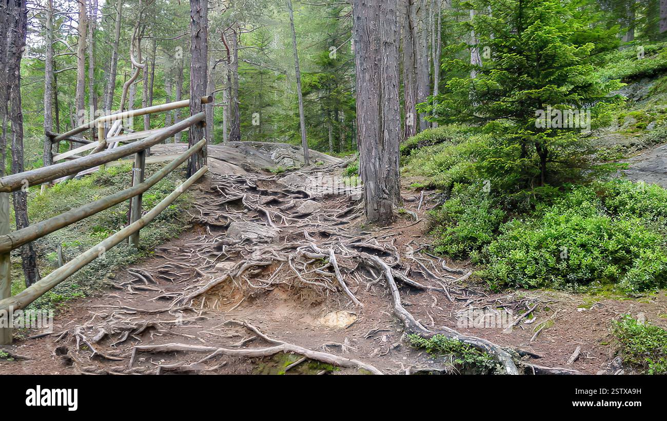 Pathway in a Forest with Wooden Fence and Exposed Tree Roots Stock ...