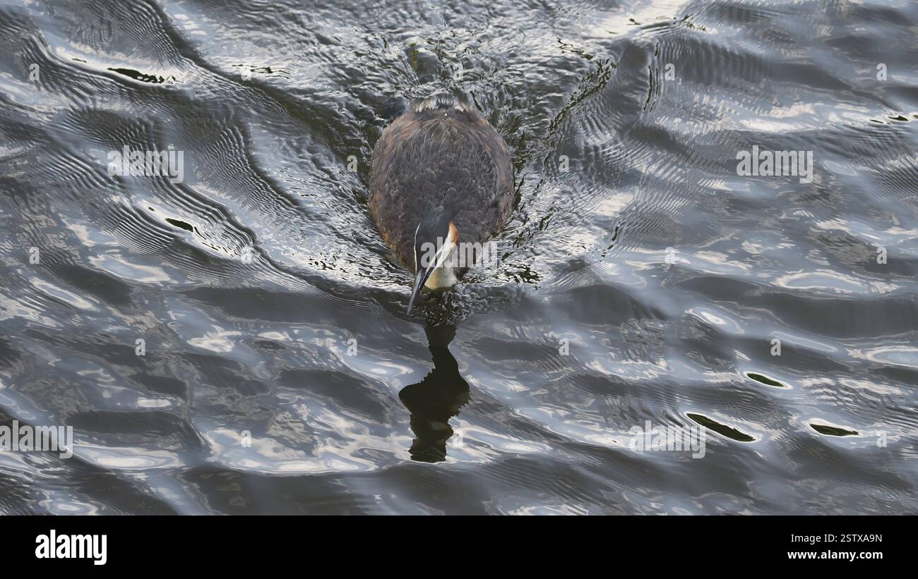 Wild Bird Swimming Gracefully on Rippling Natural Water Surface Stock ...