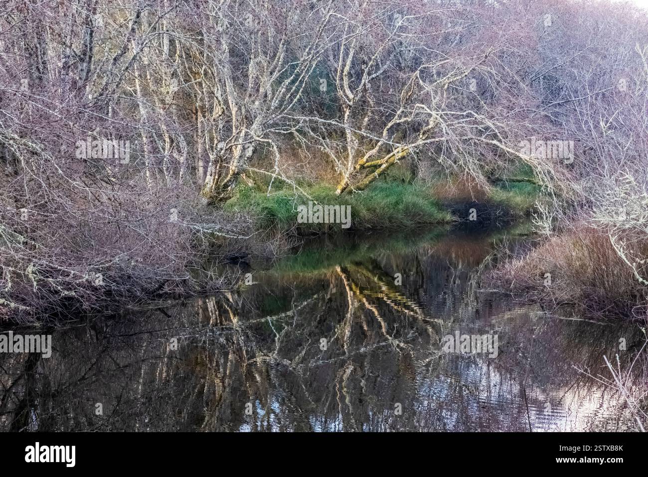 Connor Creek near Copalis Beach, with Red Alder trees arching out ...