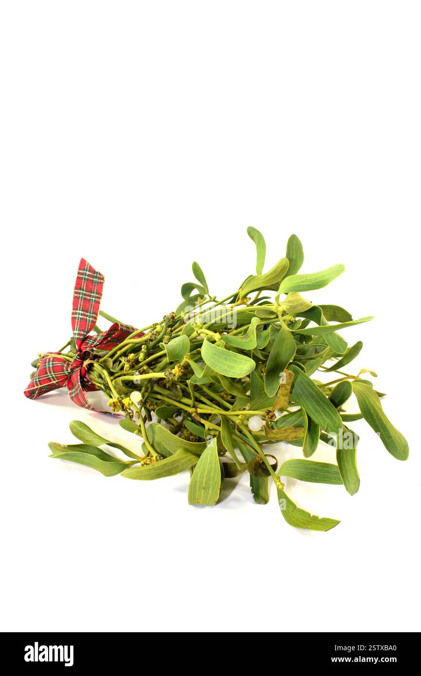 Mistletoe plant Cut Out Stock Images & Pictures - Alamy