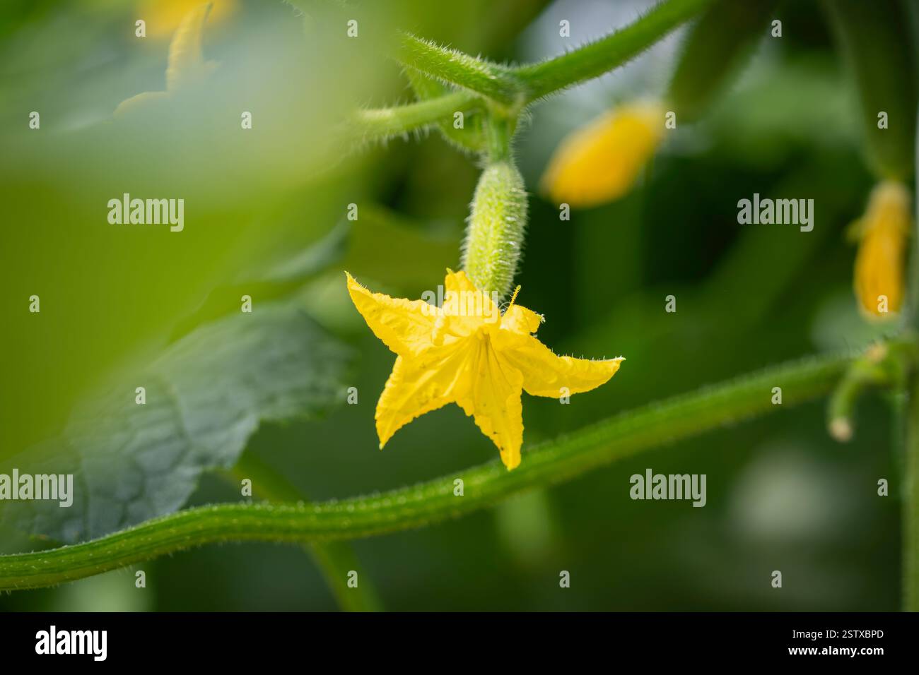 Flowering cucumber plants in greenhouse. Greenhouse Cucumber flower ...